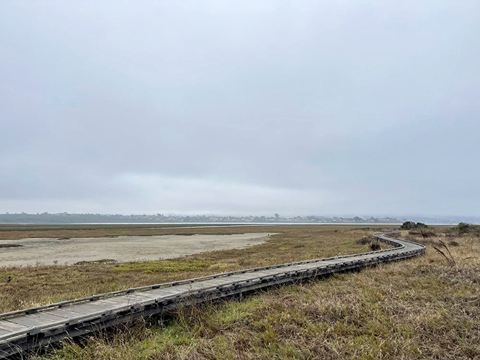 The boardwalk curves through wetlands like a wooden ribbon. This elevated path protects fragile habitat while offering visitors intimate access to estuary ecosystems.