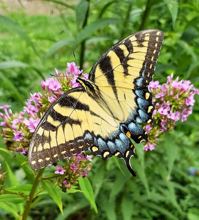 This Eastern Tiger Swallowtail butterfly isn't just feeding – it's showing off nature's stained glass artistry on delicate, fluttering wings.