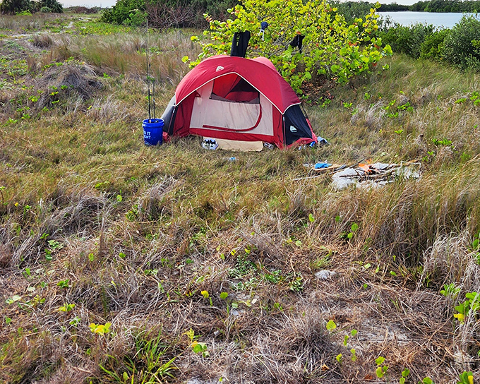 Camping among coastal grasses, where your alarm clock is a chorus of seabirds and your morning view beats any hotel room.