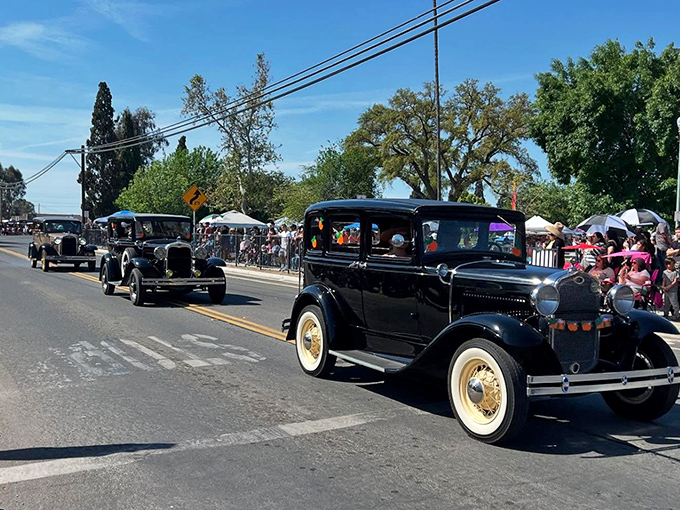 Vintage automobiles cruise down Main Street during the Orange Blossom Festival, when history rolls on four perfectly preserved wheels.