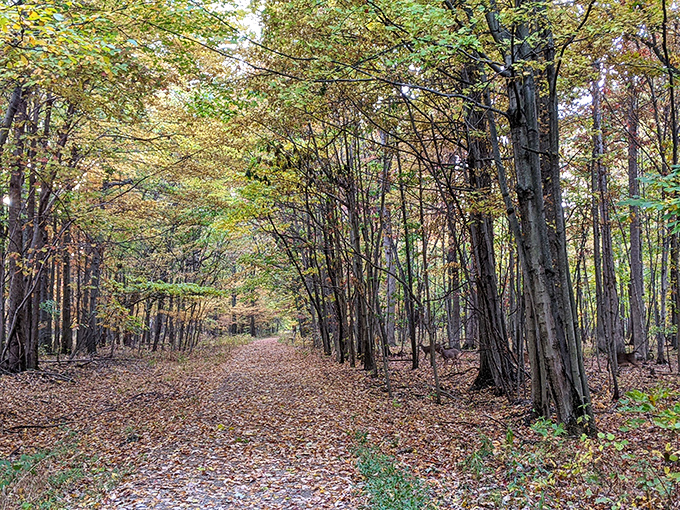 Fall foliage creates nature's cathedral in Cassell Reservation – these trails practically beg you to crunch through autumn's golden carpet.