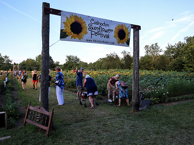 The Sunflower Festival creates a sea of nodding yellow heads that somehow look both perfectly organized and delightfully wild.