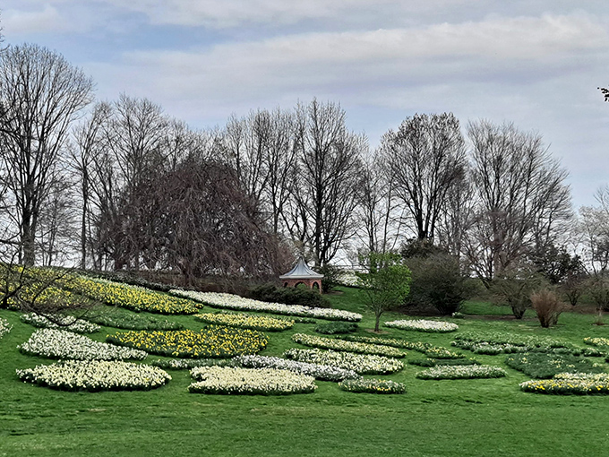 Daffodil displays so vast and golden, they make the sun consider early retirement from brightness duty.