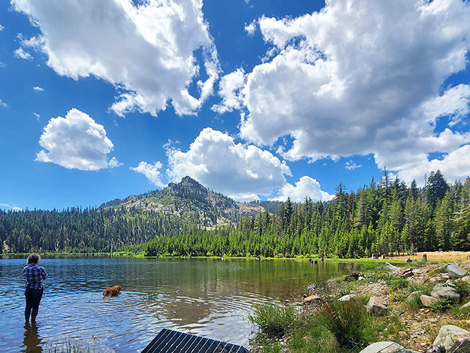 Dog-approved mountain paradise. When even your four-legged friend stops to appreciate the view, you know you've found something special.