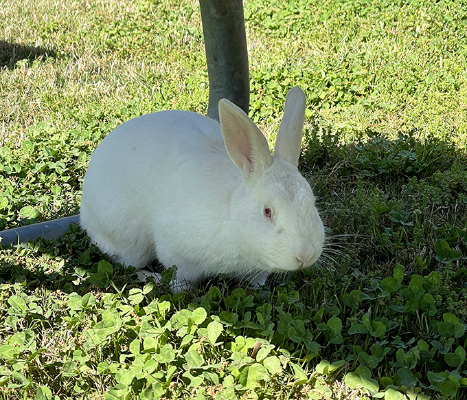 This cotton-ball bunny appears to be plotting world domination between carrot snacks and adorable nose twitches.