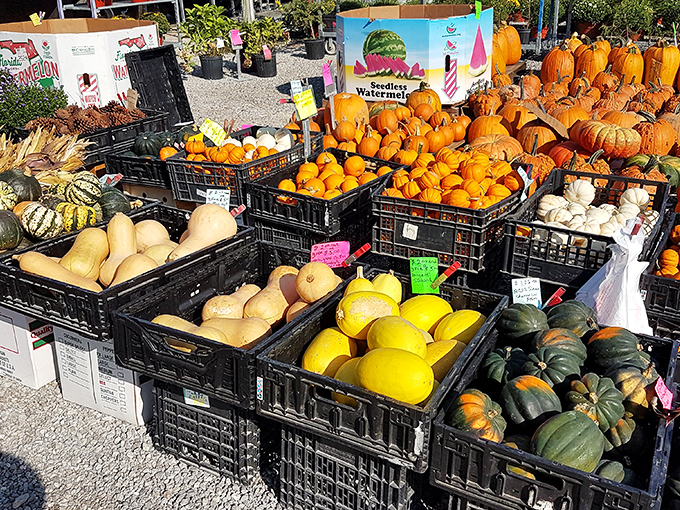 Nature's candy store where pumpkins, squash, and melons gather like old friends at a reunion, each vying to be your dinner table centerpiece.