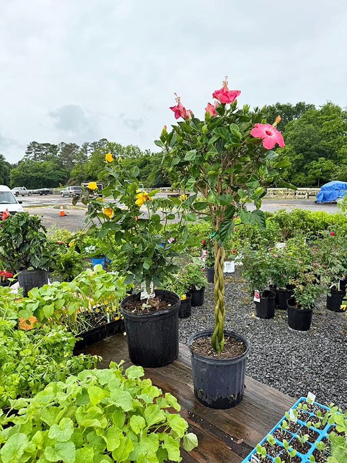 Hibiscus blooms reach skyward among potted herbs and seedlings. Garden dreams take root here, no green thumb required.