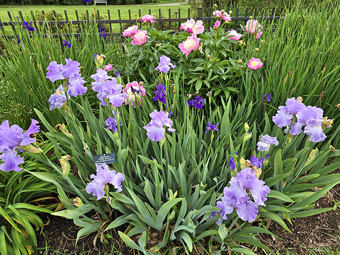 Purple iris standing tall among spring's chorus line. These elegant blooms perform their annual ballet with a grace that puts human dancers to shame.