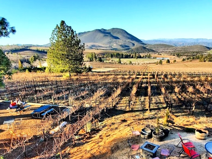 Winter vineyards rest in orderly rows beneath Mount Konocti's watchful gaze. Even dormant, these vines promise future bottles worth waiting for.