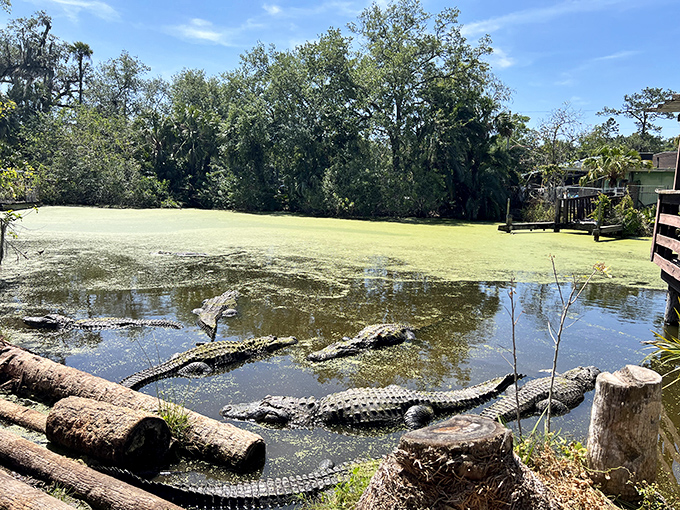 Real alligators lounge nearby, as if to authenticate their concrete cousin. "This is how we'd look if we were 200 feet long," they seem to say.