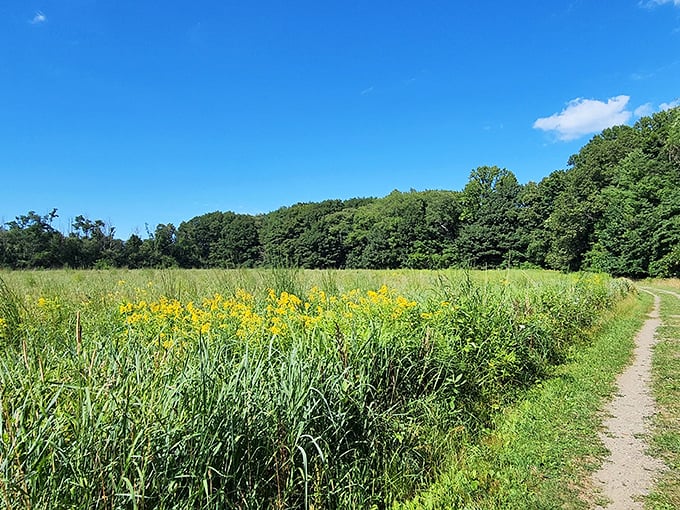 Summer wildflowers line the path like nature's own welcoming committee. They didn't dress up just for you, but it certainly feels that way.