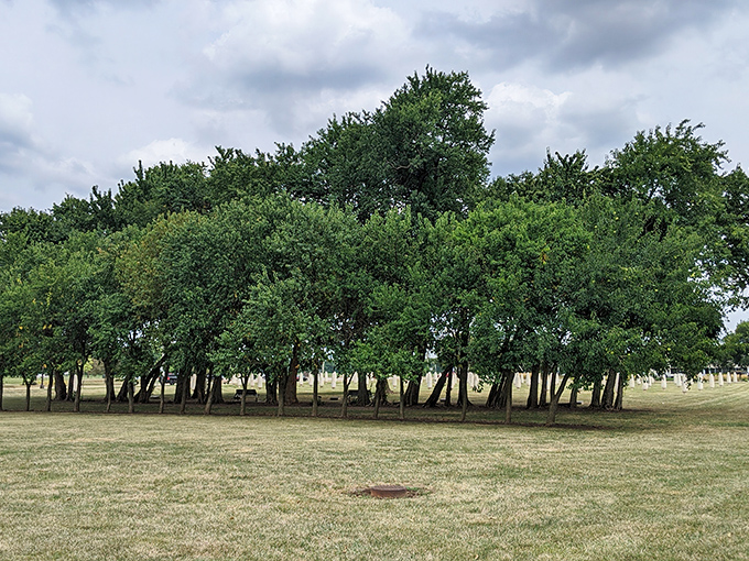 The Osage orange tree line creates a natural border for the Field of Corn. Agricultural history preserved in both living and concrete forms. 