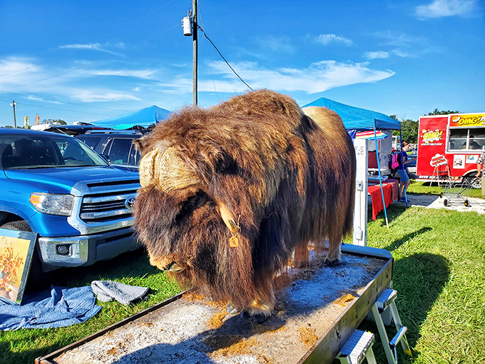 Not your average lawn ornament! This impressive bison/ox specimen represents flea market finds at their most conversation-starting.