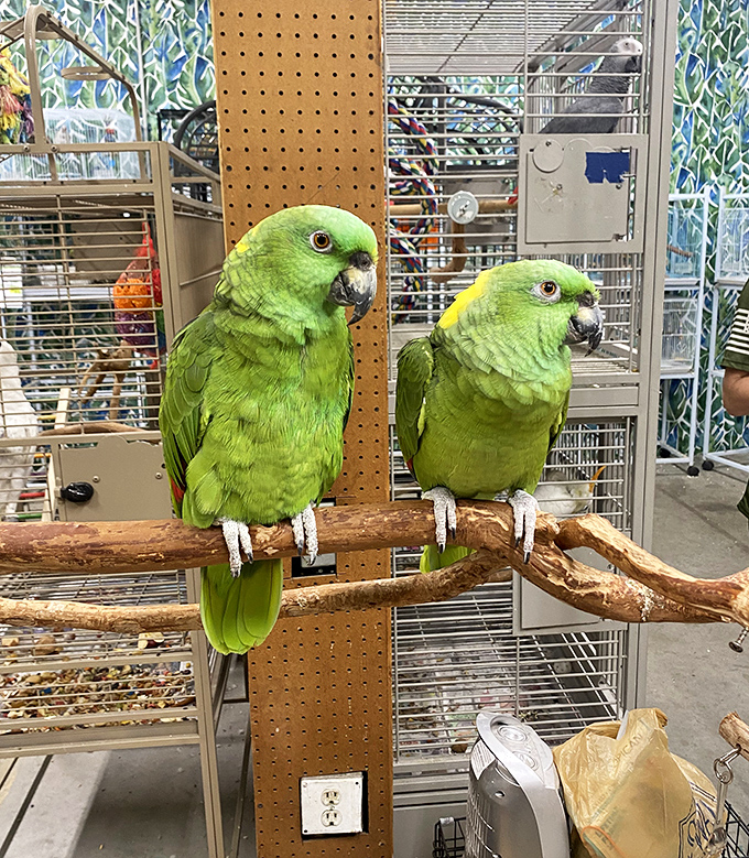 "Polly wants a forever home!" These feathered friends bring tropical color and personality to the market's menagerie of potential pets.