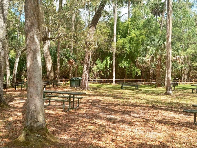 Shaded picnic spots where your lunch comes with a side of natural serenity.