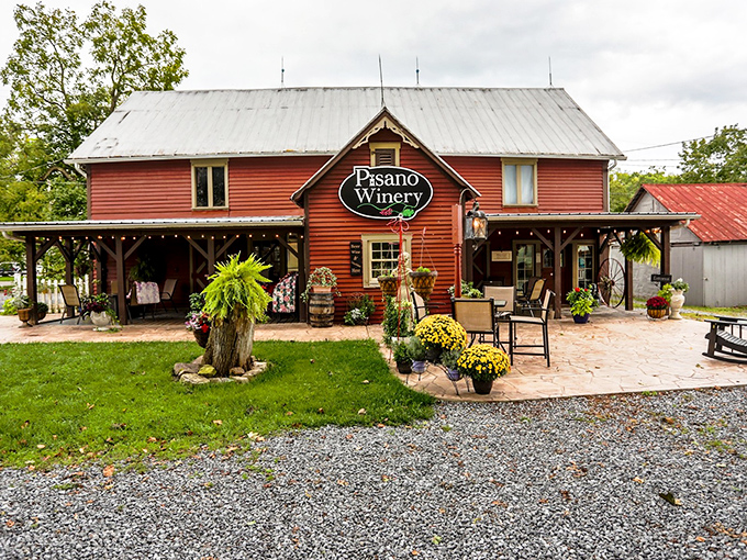 Pisano Winery transforms local grapes into liquid sunshine, proving Pennsylvania's agricultural heritage runs surprisingly deep.