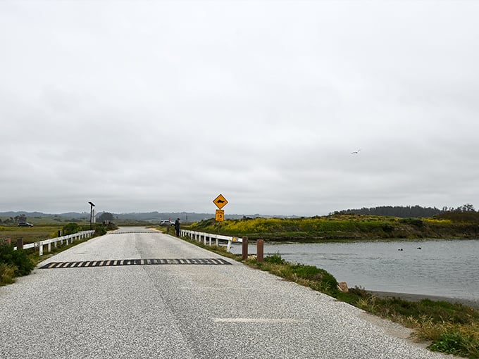 The road less traveled often leads to the best discoveries. This humble bridge crosses Elkhorn Slough, where wildlife sightings are practically guaranteed.