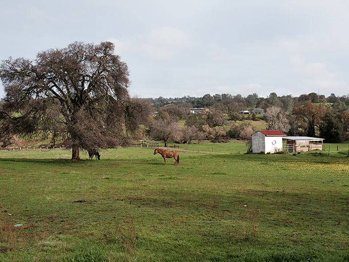 Where horses have better views than most San Francisco apartments, Ione's pastoral landscapes remind us why California was worth the journey west.