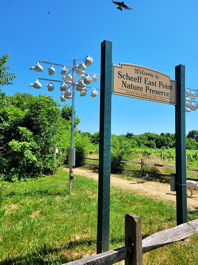 Scheeff East Point Nature Preserve showcases the kind of untouched beauty that makes you forget about city stress.