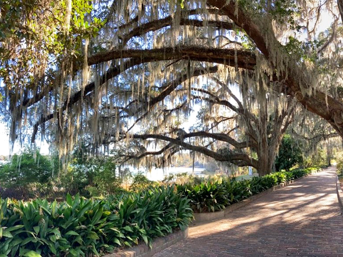 Oak branches draped in Spanish moss create nature's most dramatic canopy. Southern trees showing off their finest accessories.