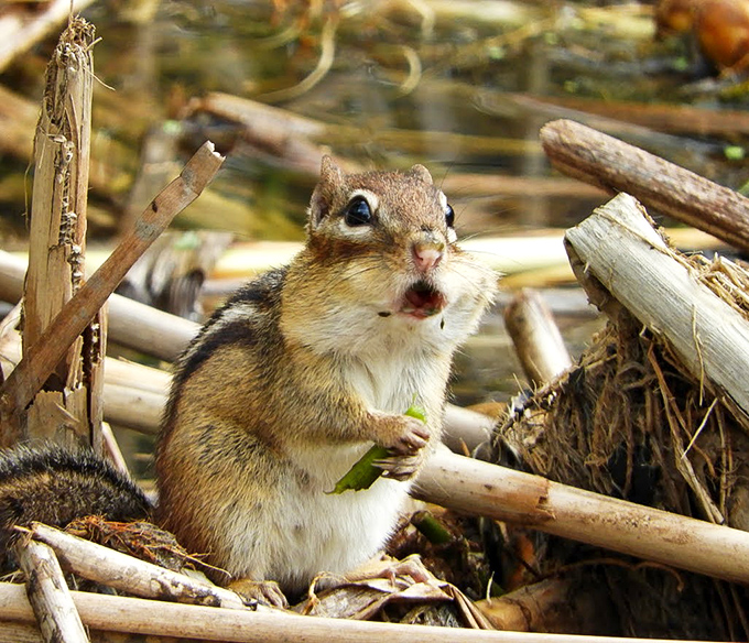 "Excuse me, did you bring snacks?" This chipmunk's expression perfectly captures the universal language of hopeful dining.