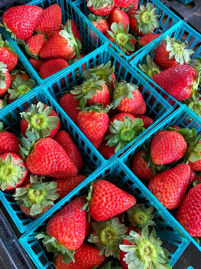 Ruby jewels in turquoise boxes&mdash;Florida strawberries so perfect they make supermarket berries look like distant, pale relatives.