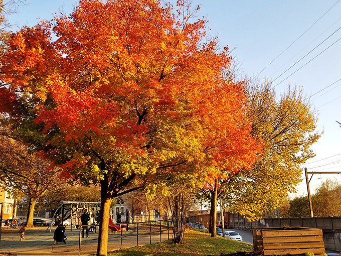 Fall paints Manayunk in fiery hues, transforming ordinary streets into extraordinary canvases. The neighborhood wears autumn colors like a perfectly tailored seasonal outfit.