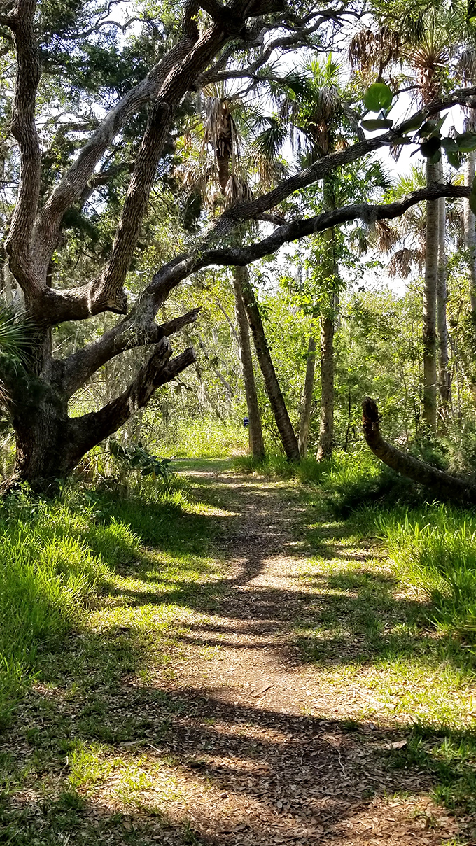 Dappled sunlight filters through a canopy of ancient oaks and palms, creating nature's own meditation path just steps from the shore.