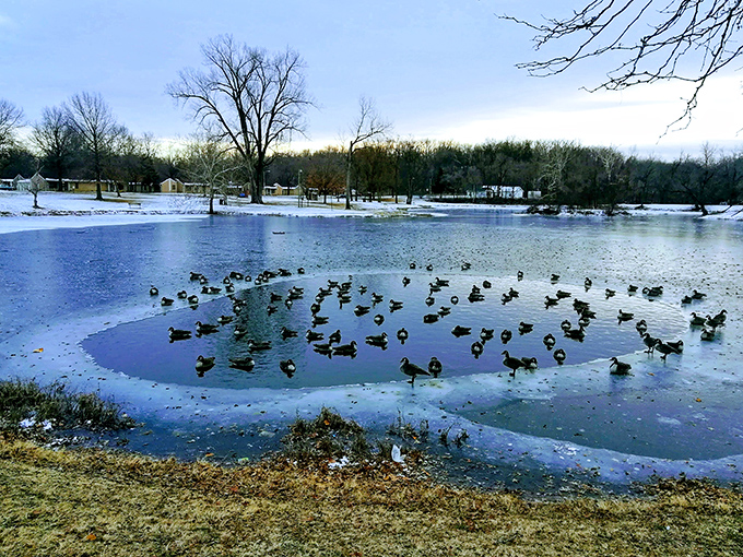 Winter waterfowl gather like old friends at a reunion, creating nature's most entertaining social hour daily.