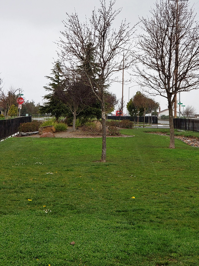 Winter-bare trees stand sentinel over community green space&mdash;nature's waiting room for the spring performance to come.