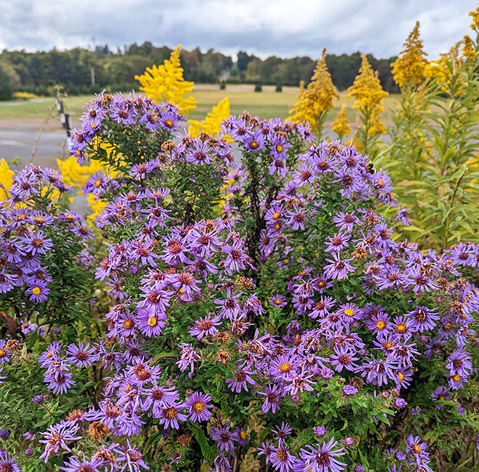 Purple perfection in Pennsylvania's highlands. These native asters add splashes of color to the meadows surrounding the stargazing fields.