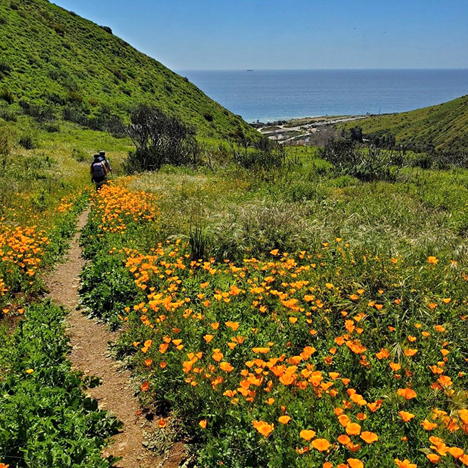Spring's grand finale&mdash;California poppies creating a golden carpet that even Hollywood's most lavish production designers couldn't improve upon.