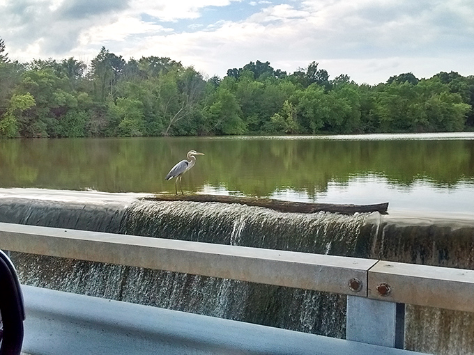 This great blue heron practicing the fine art of patience – nature's master class in "good things come to those who wait."