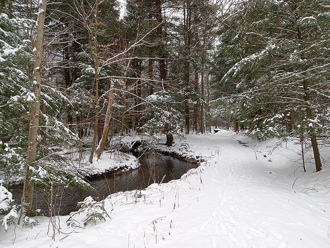 Winter's quiet poetry. Snow blankets the forest floor while a half-frozen stream creates nature's own abstract art installation&mdash;serene, silent, and spectacularly beautiful.
