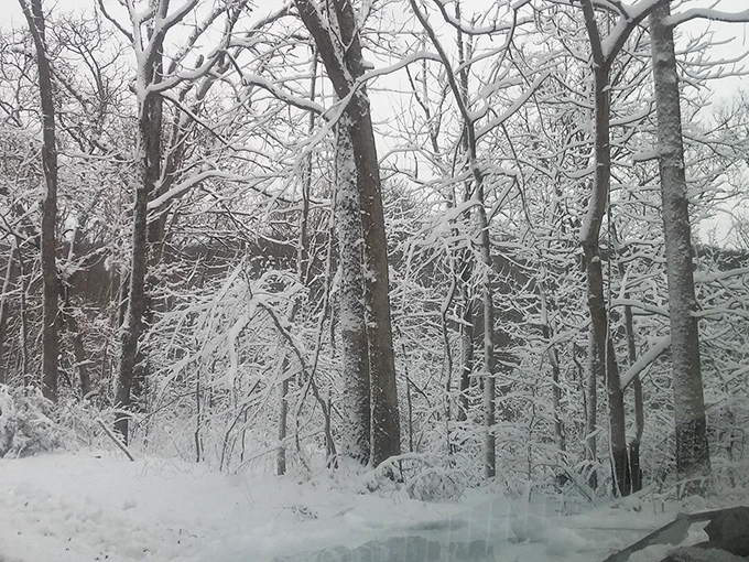 Winter transforms Makanda's forests into crystalline wonderlands where silence has texture and every branch becomes art.