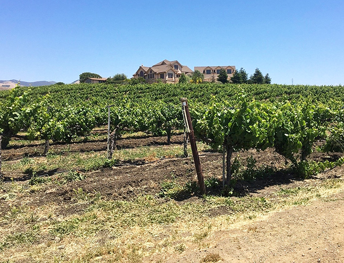 Vineyard rows stretch toward distant hills, creating the kind of scenery that makes wine taste better. 