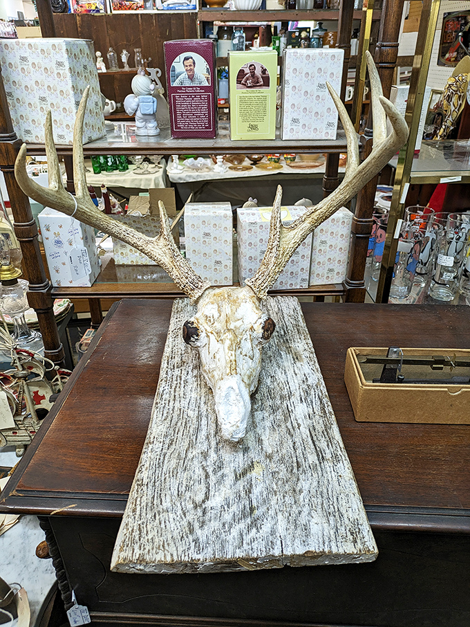 A haunting reminder of nature's artistry, this mounted deer skull transforms what some might consider macabre into a striking conversation piece.