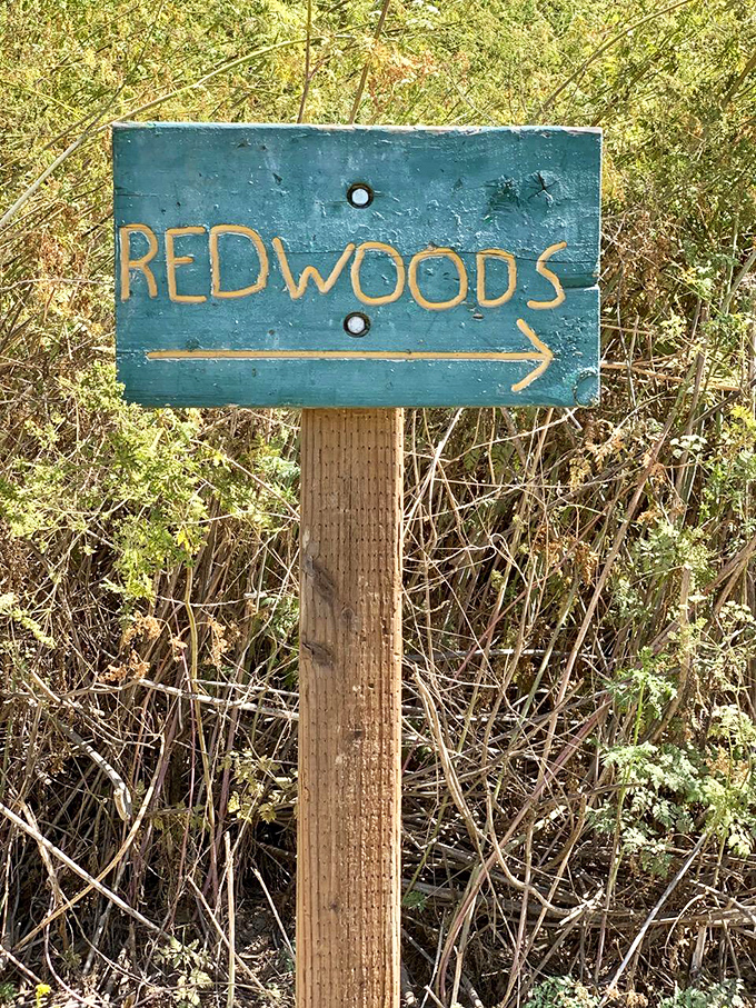 Follow the arrow to find forest magic. Sometimes the best adventures begin with the simplest signs pointing the way.