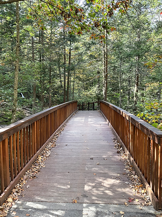 This bridge doesn't just connect two sides of a forest—it connects you to a perspective you'd never see from the hiking trail.