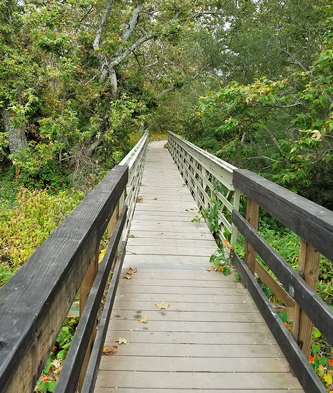 This boardwalk through the coastal woodland isn't just a path&mdash;it's nature's version of the yellow brick road.