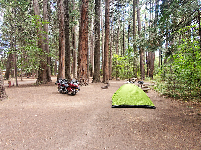 Camping under towering pines with just the essentials&mdash;a motorcycle, a tent, and enough forest silence to hear your thoughts.