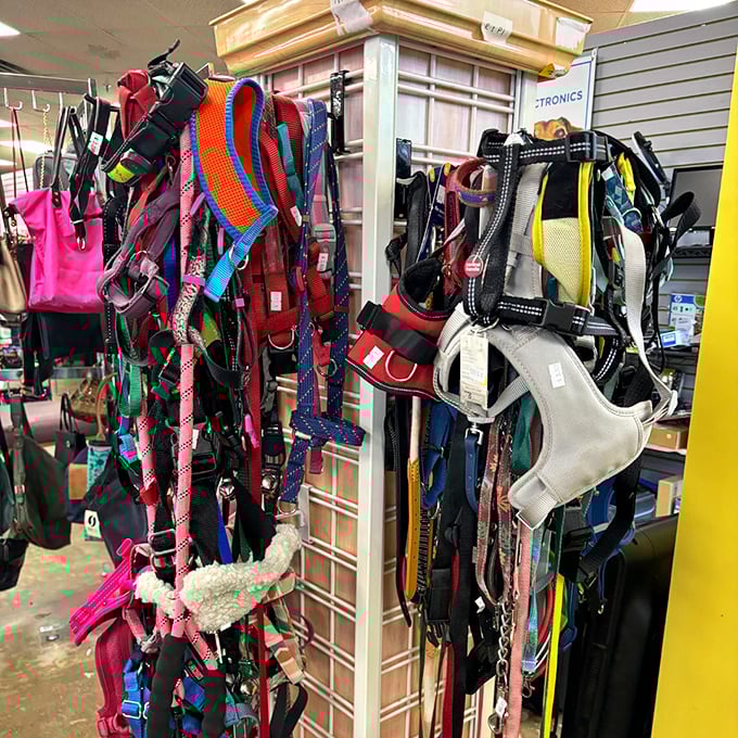 Leash liberation! A technicolor tangle of pet accessories where Fido's next fashion statement costs less than his favorite treats.