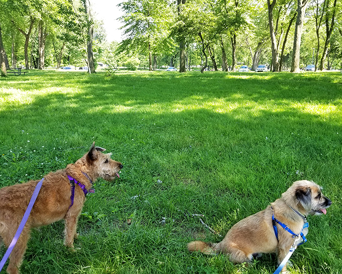 Four-legged visitors enjoying their own version of paradise. These pups understand what humans sometimes forget—grass is meant for rolling, not mowing.