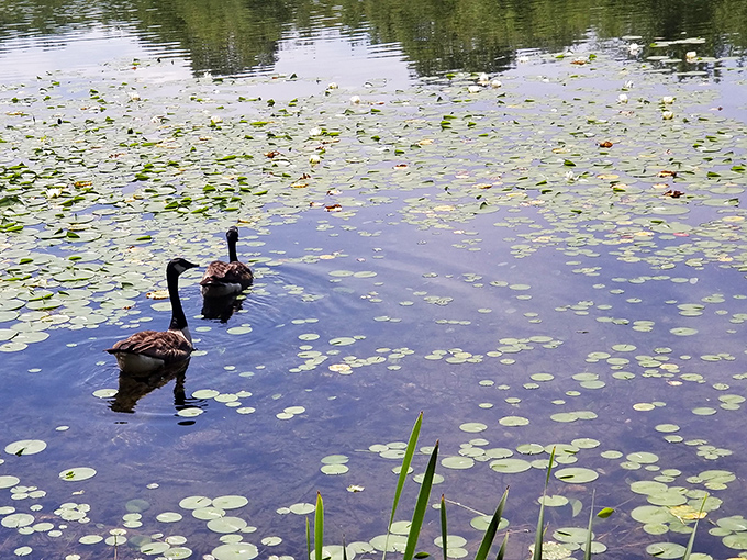 Two geese navigate their lily pad universe with elegant nonchalance. They're either on a romantic date or plotting world domination&mdash;possibly both.