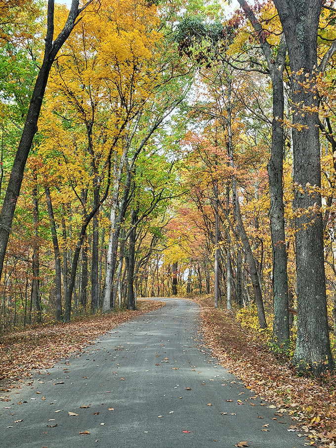 Nature's golden corridor! Fall transforms this park road into a tunnel of amber and crimson, creating the ultimate scenic drive.