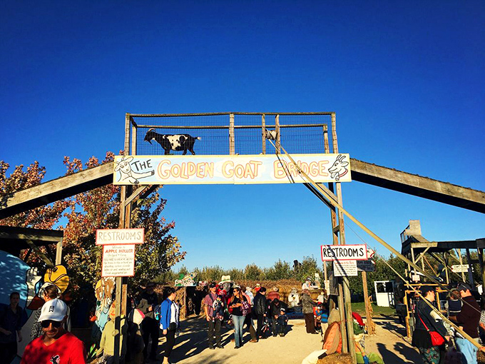 The whimsically named "Golden Goat Bridge" offers farm entertainment that predates smartphones. Kids today still recognize fun when they see it.