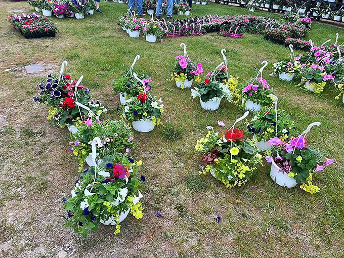 Garden ready to go! These hanging baskets burst with colorful blooms, proving that sometimes the best flea market finds are vibrantly alive.