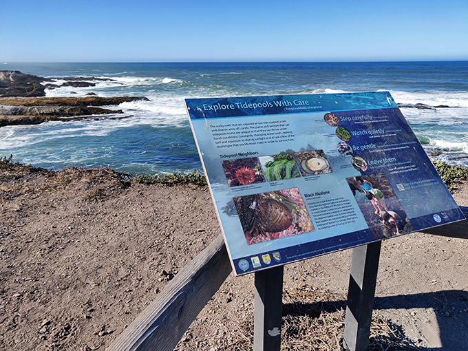 Marine biology class without the tuition. This informative sign turns casual beachcombers into temporary tidepools experts within minutes.