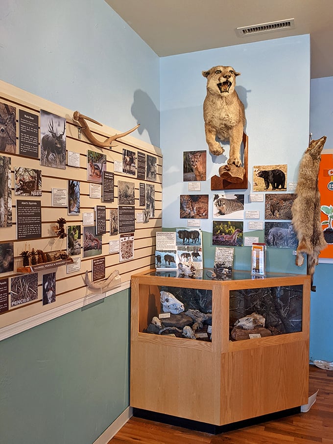 Educational displays bring mountain wildlife up close without the hiking boots &ndash; perfect for armchair nature enthusiasts everywhere. 