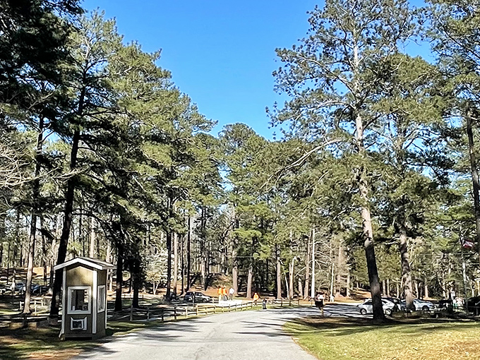 The park entrance welcomes visitors with towering pines standing like nature's honor guard, silently announcing: "The daily grind ends here."